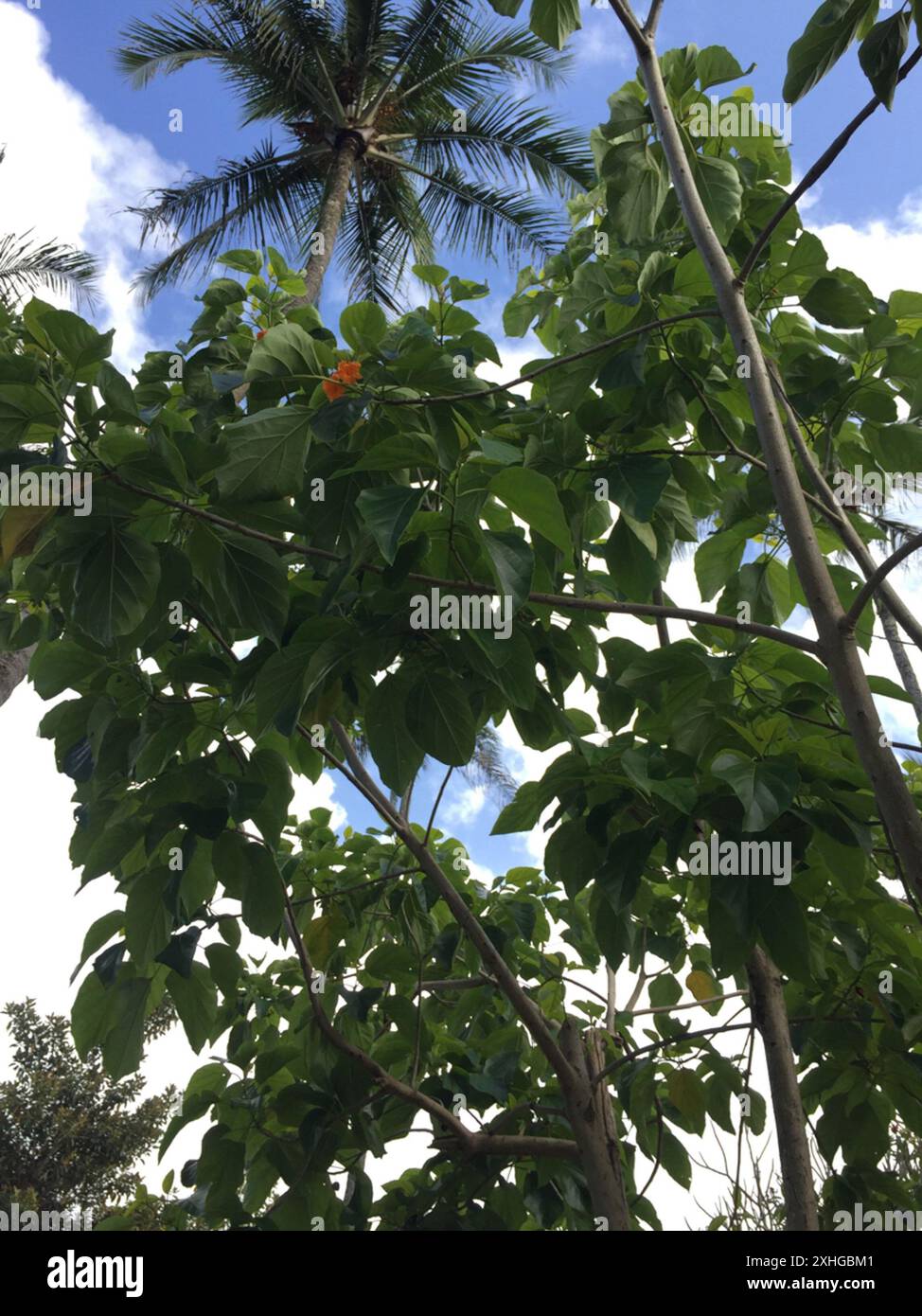 Kerosene Tree (Cordia subcordata Stock Photo - Alamy
