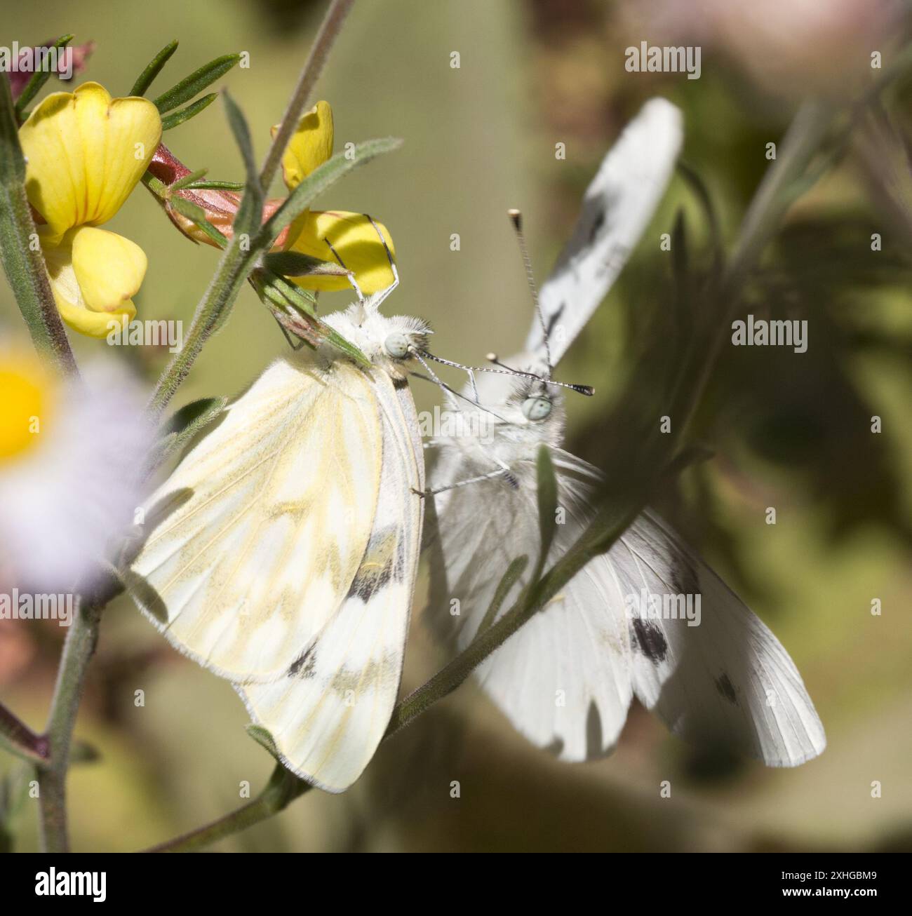 Checkered White (Pontia protodice Stock Photo - Alamy