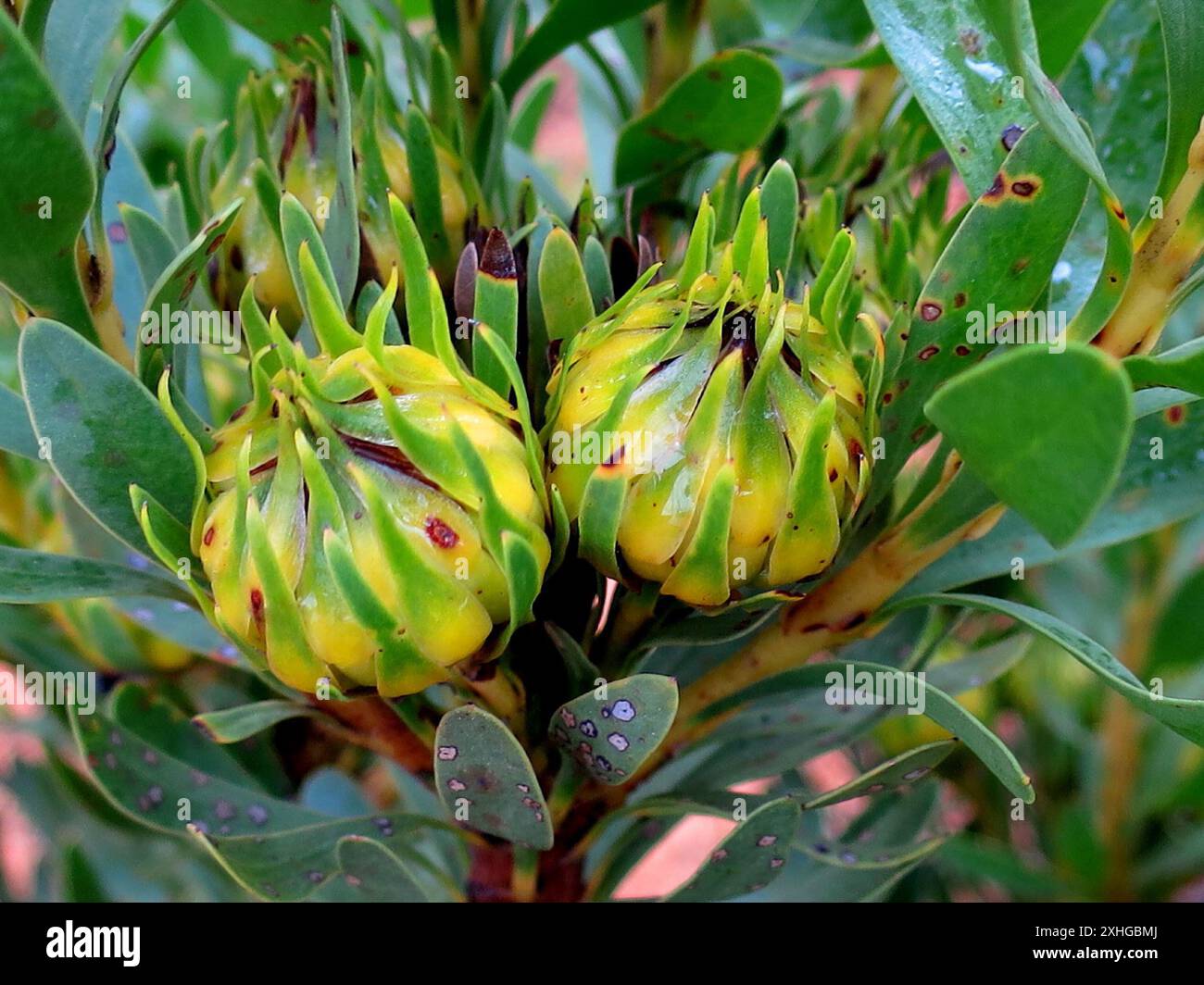 Broadleaf Featherbush (Aulax umbellata Stock Photo - Alamy