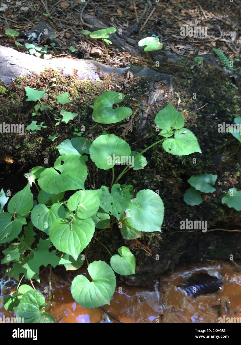 stream violet (Viola glabella Stock Photo - Alamy
