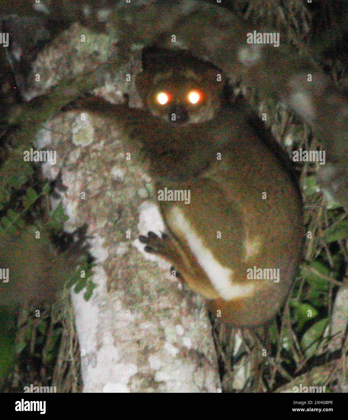 Avahi hi-res stock photography and images - Alamy