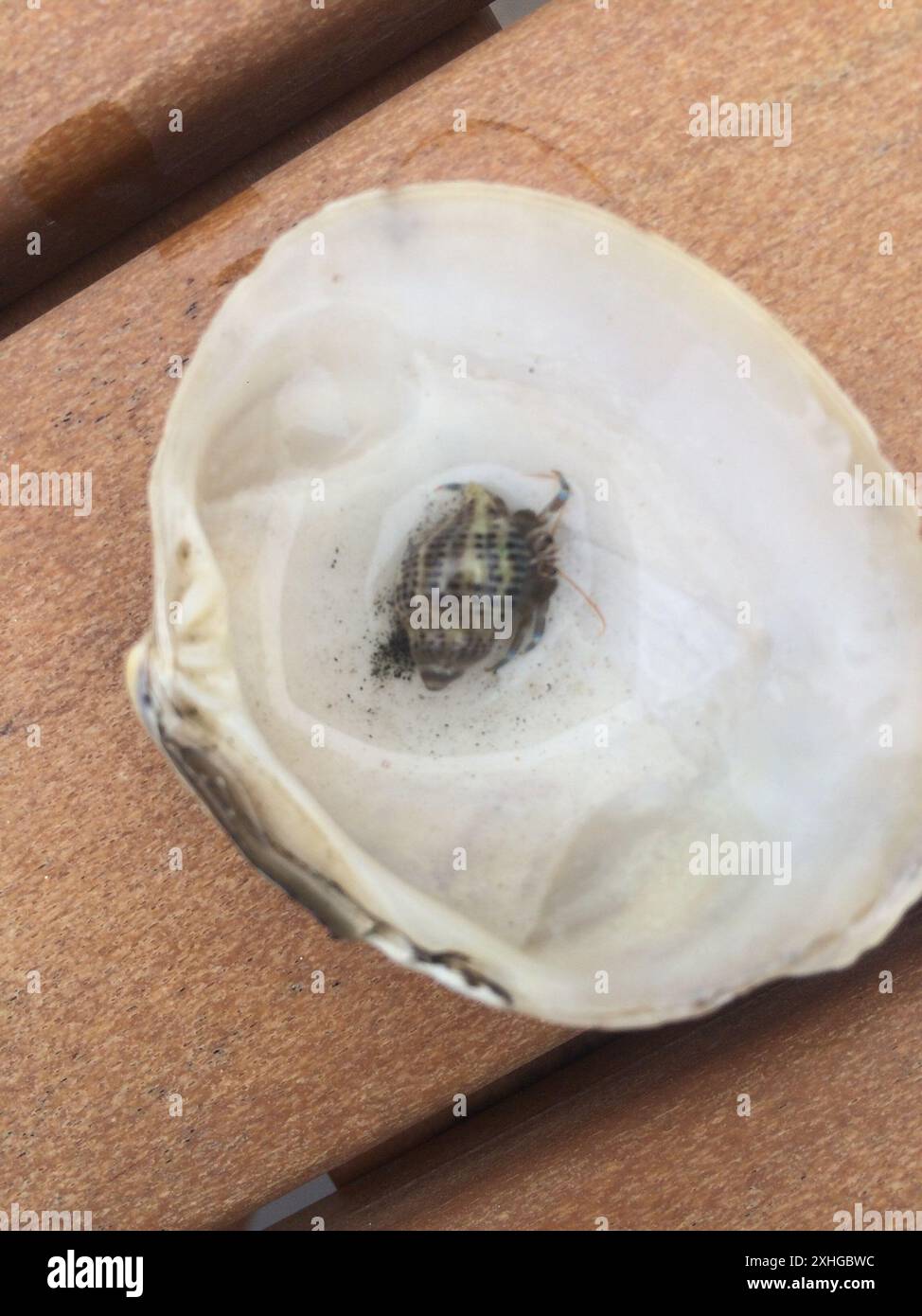 Angular Unicorn (Acanthinucella spirata Stock Photo - Alamy