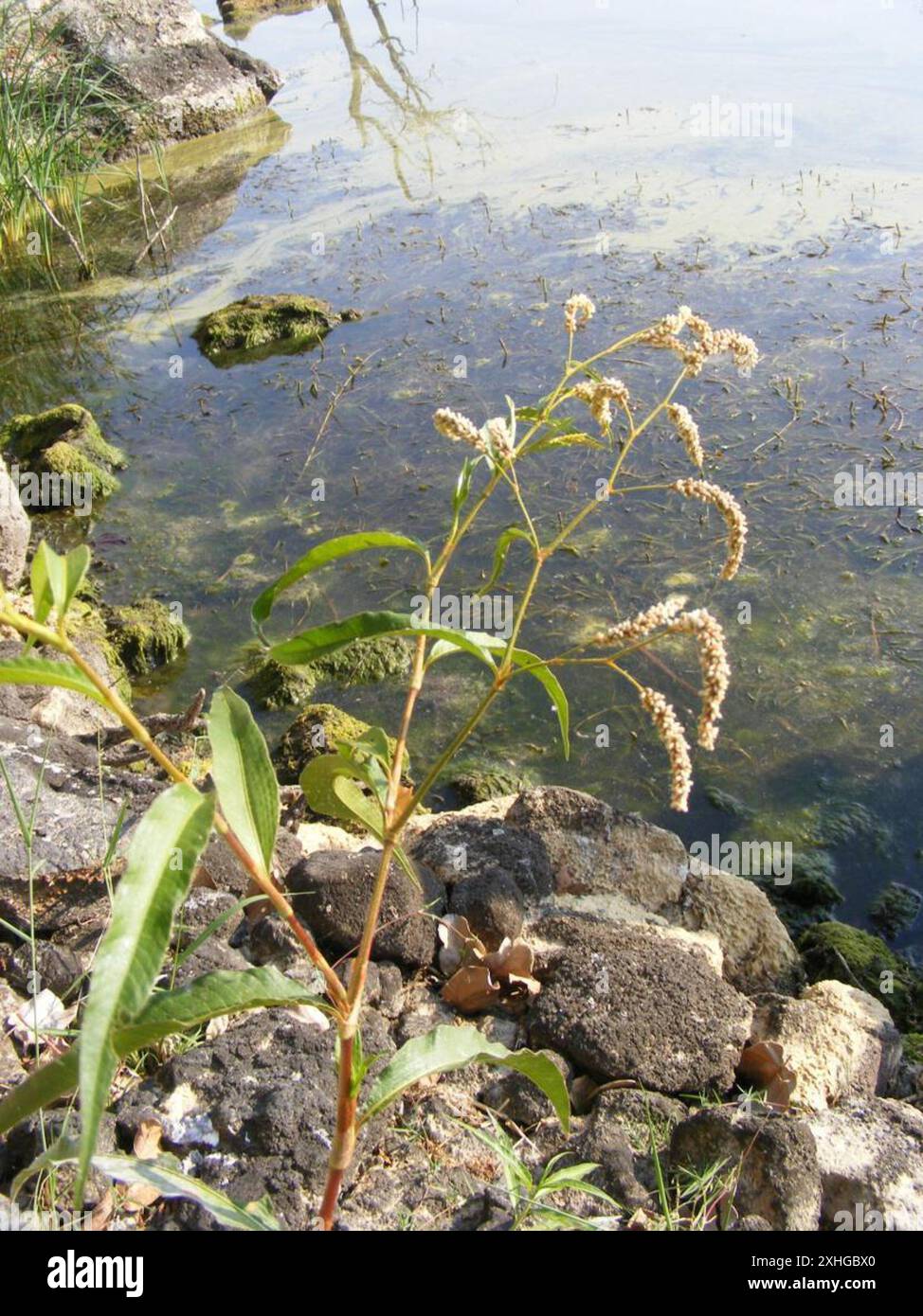 pale smartweed (Persicaria lapathifolia Stock Photo - Alamy
