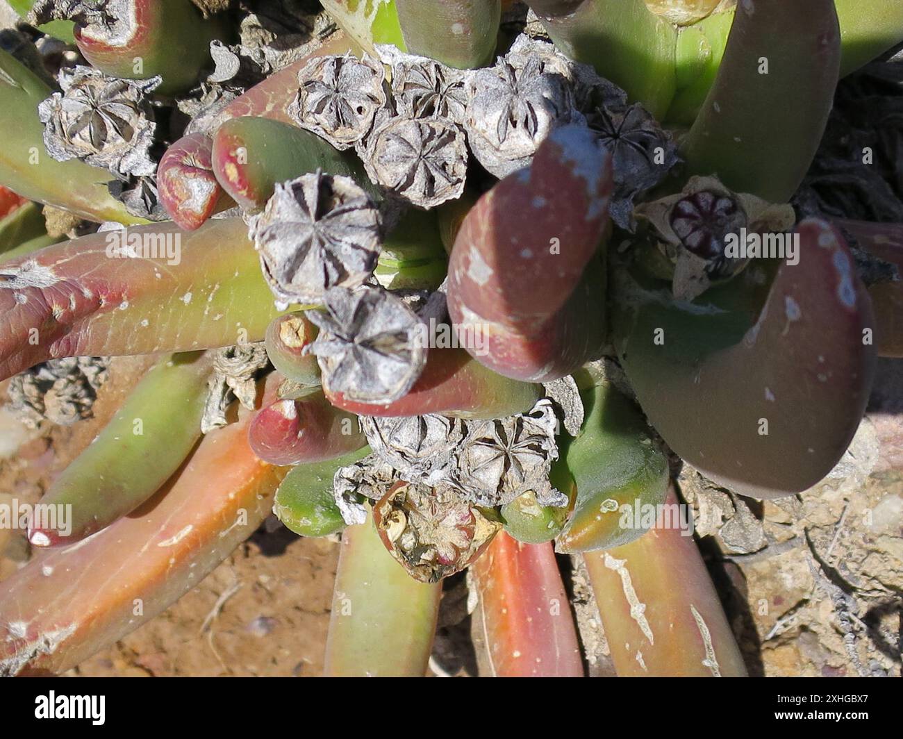 Royal Tonguefig (Glottiphyllum regium Stock Photo - Alamy