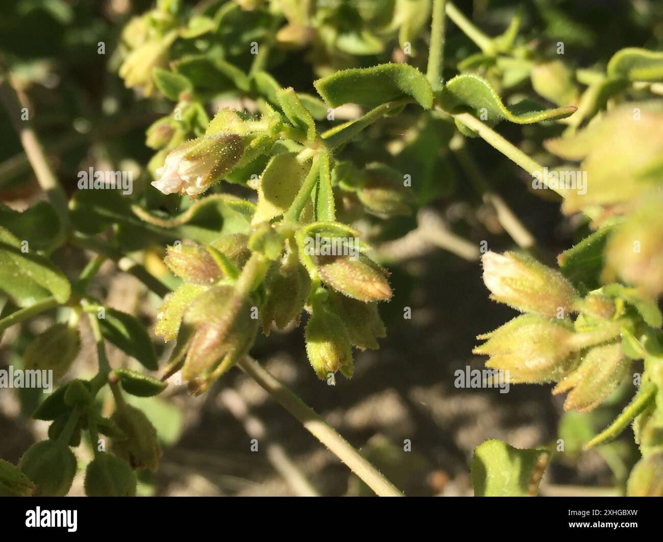 Wishbone Bush (Mirabilis laevis Stock Photo - Alamy
