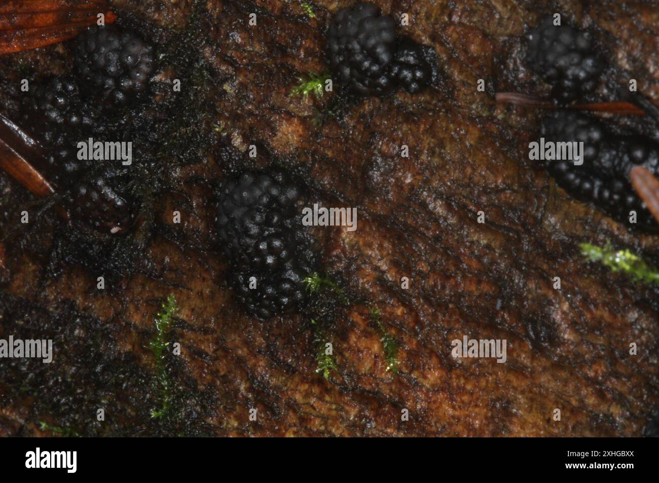 Xylariales hi-res stock photography and images - Alamy