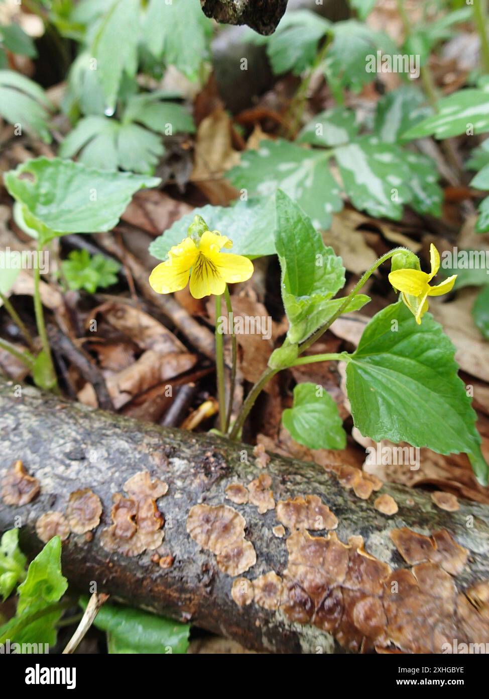 Smooth Yellow Violet (Viola eriocarpa Stock Photo - Alamy