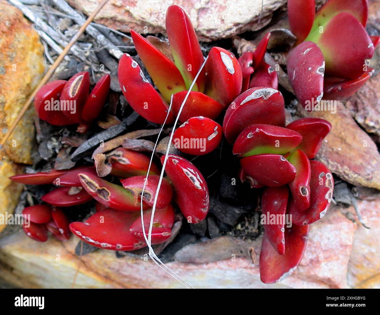 Redpurple Stonecrop (Crassula atropurpurea atropurpurea Stock Photo - Alamy