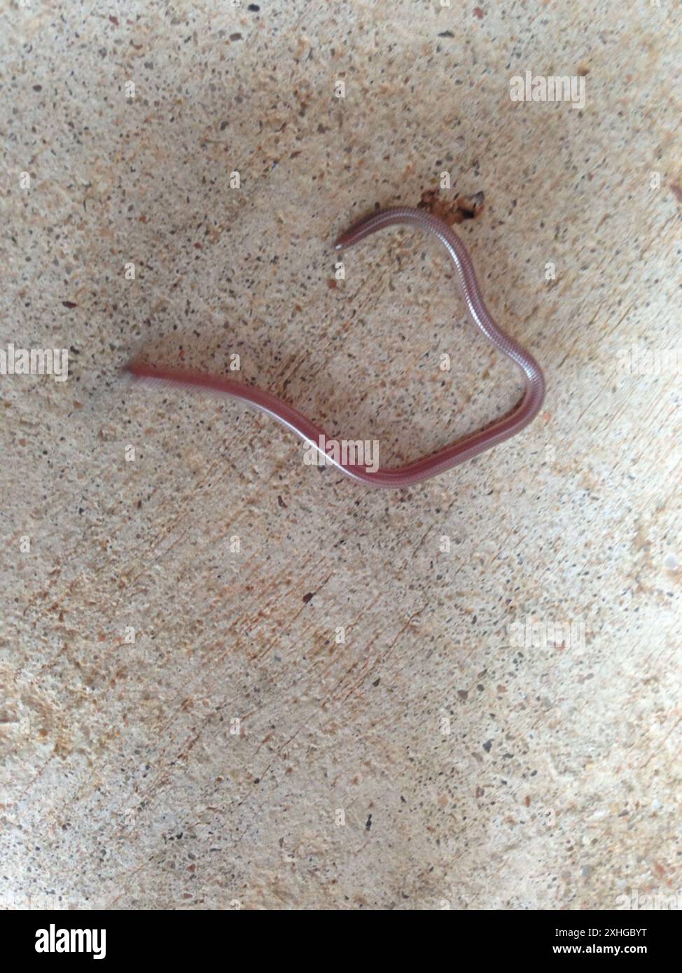 Texas Blind Snake (Rena dulcis Stock Photo - Alamy