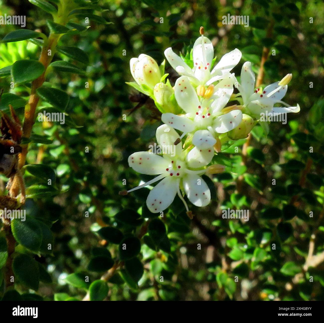 False Buchu (Agathosma ovata Stock Photo - Alamy