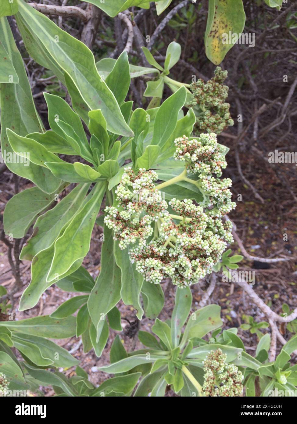 tree heliotrope (Heliotropium arboreum Stock Photo - Alamy