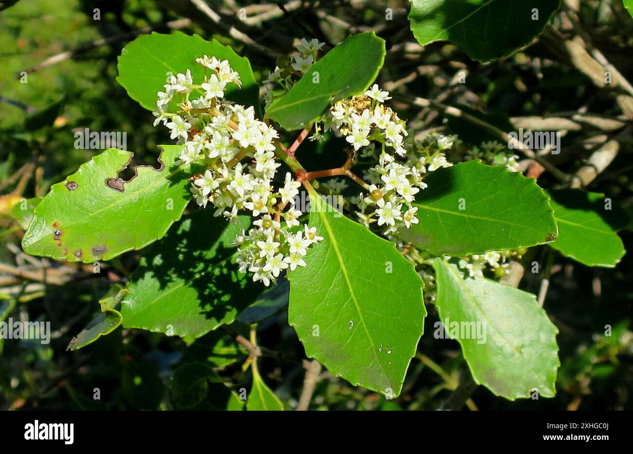 Forest spoonwood (Cassine peragua peragua Stock Photo - Alamy