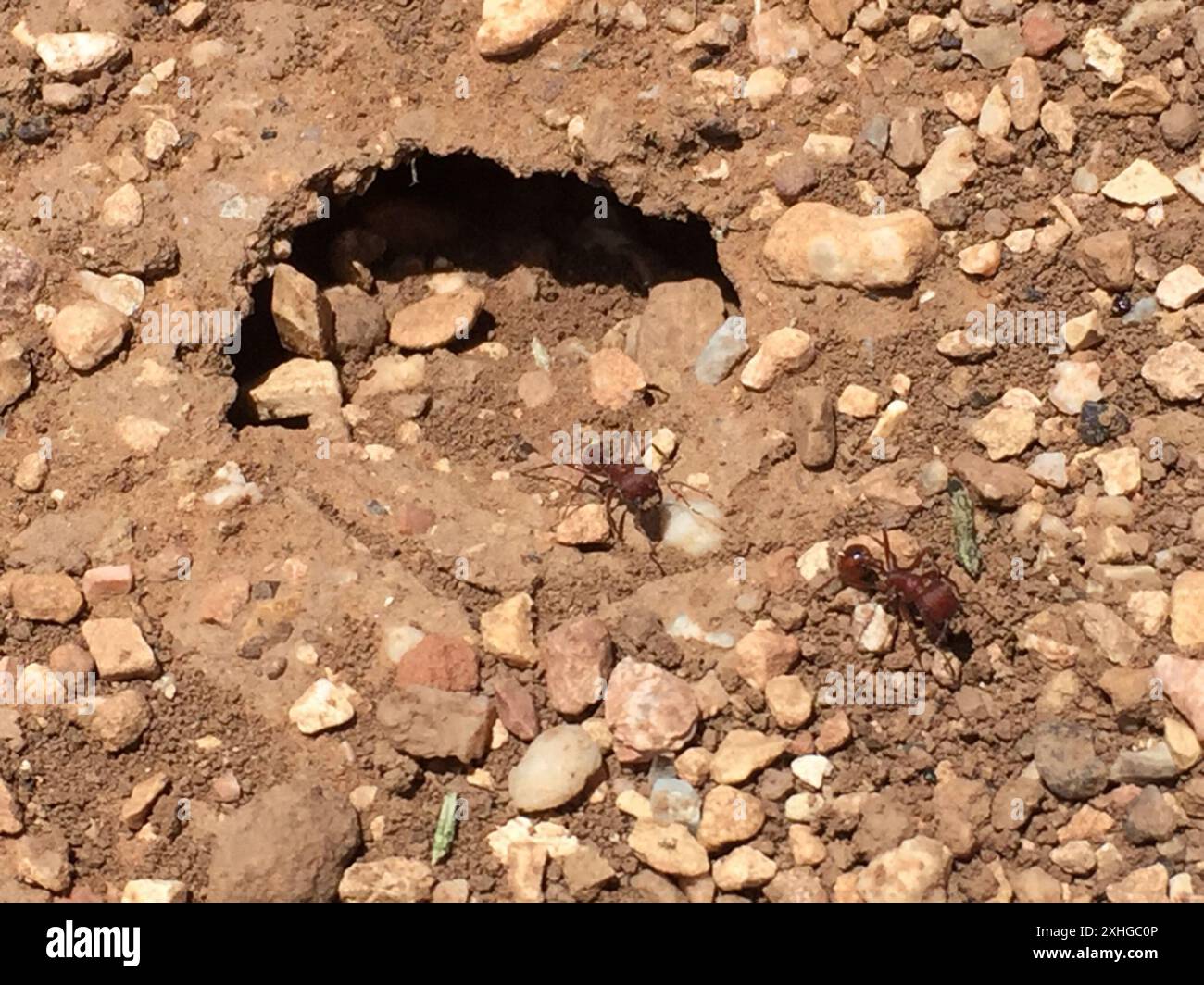 Western Harvester Ant (Pogonomyrmex occidentalis Stock Photo - Alamy