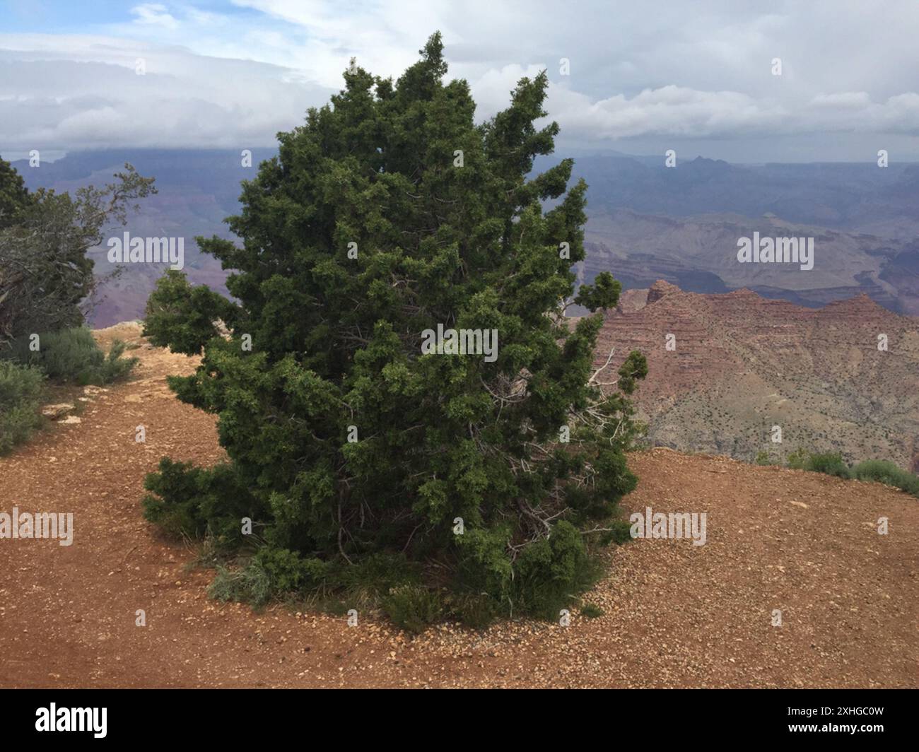Utah Juniper (Juniperus osteosperma Stock Photo - Alamy