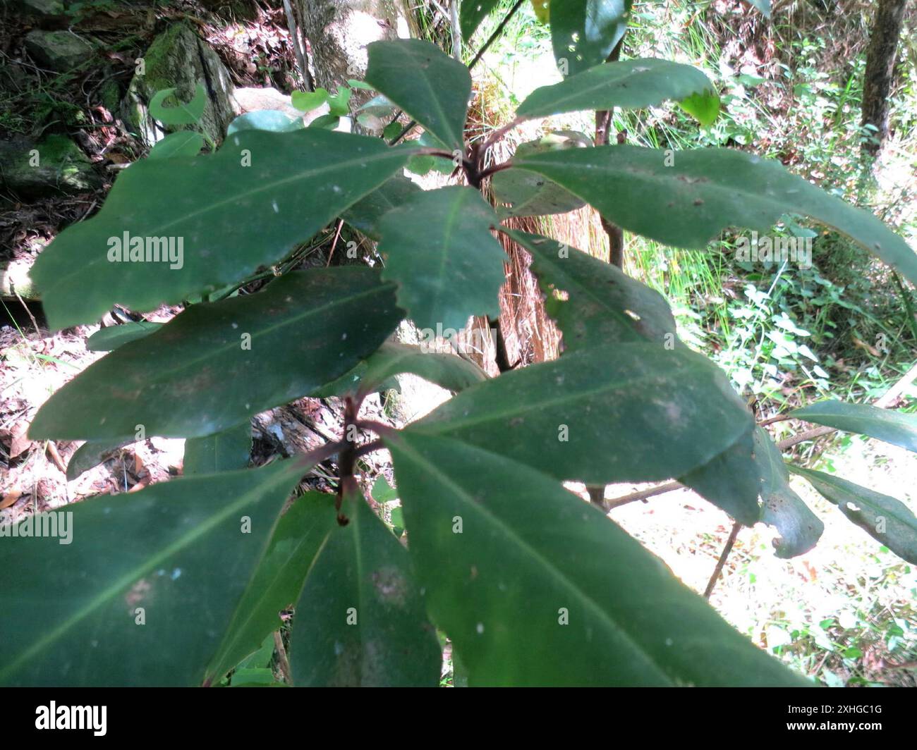 Cape beech (Rapanea melanophloeos Stock Photo - Alamy