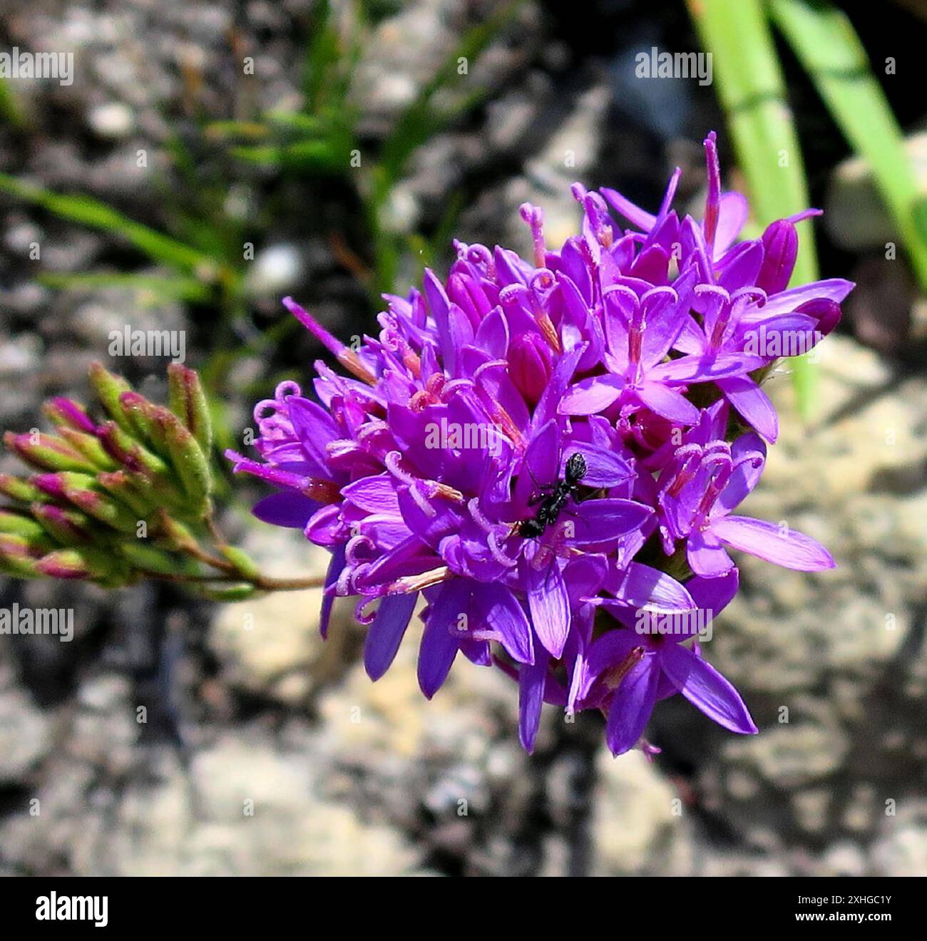 Corymbium hi-res stock photography and images - Alamy