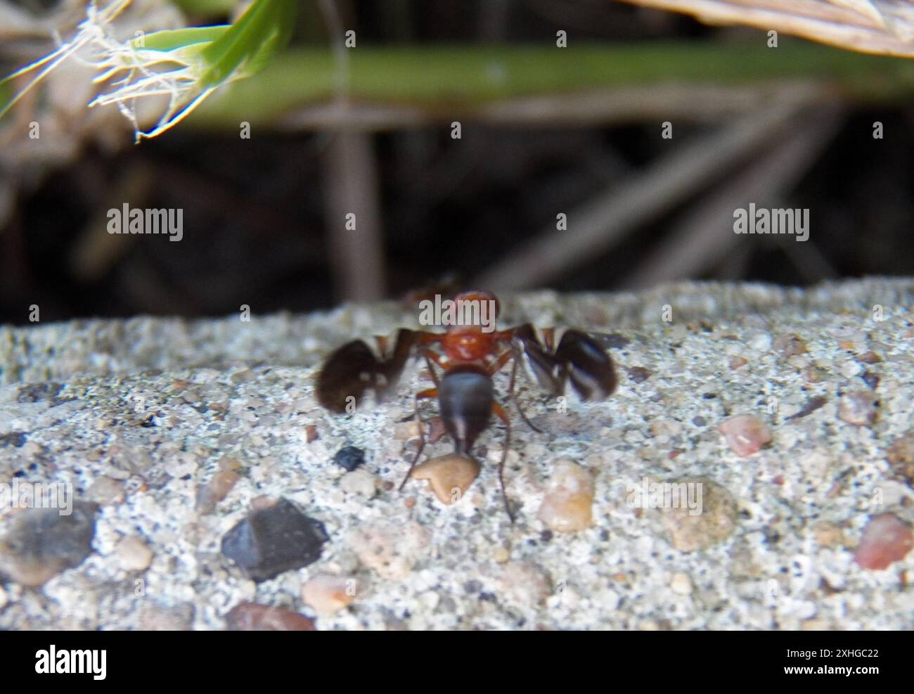 Common Picture-winged Fly (Delphinia picta Stock Photo - Alamy