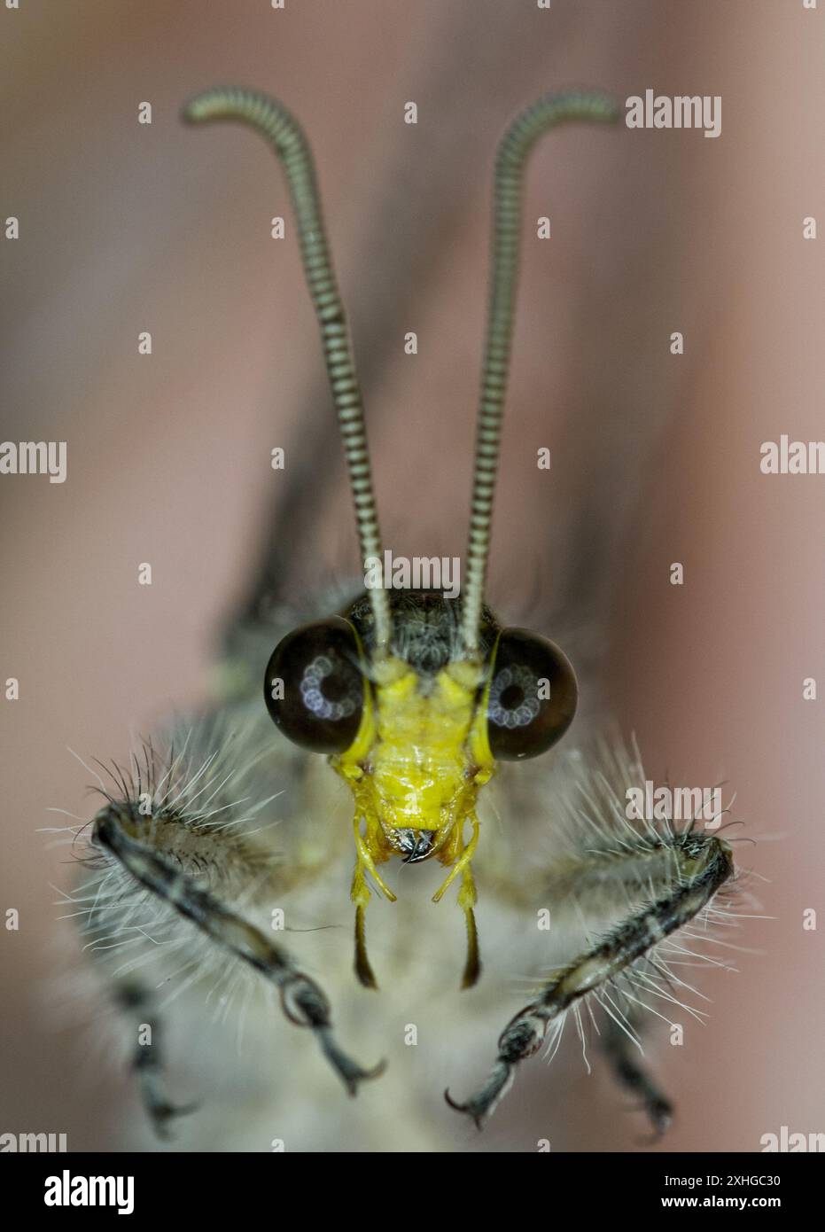Vella fallax hi-res stock photography and images - Alamy