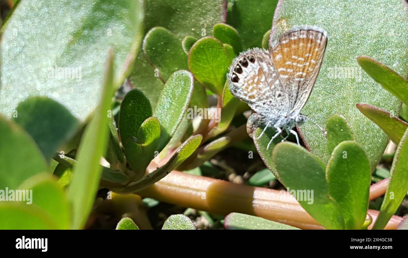 Western Pygmy-Blue (Brephidium exilis Stock Photo - Alamy