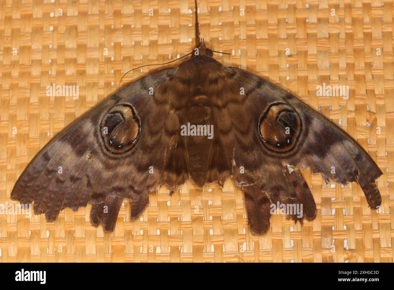 Erebus walkeri hi-res stock photography and images - Alamy