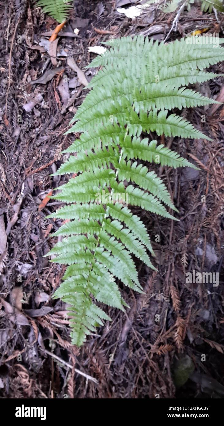 Dryopteris arguta hi-res stock photography and images - Alamy