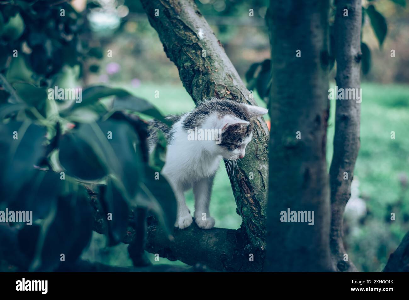 adorable baby kitten playing tree limbs Stock Photo - Alamy
