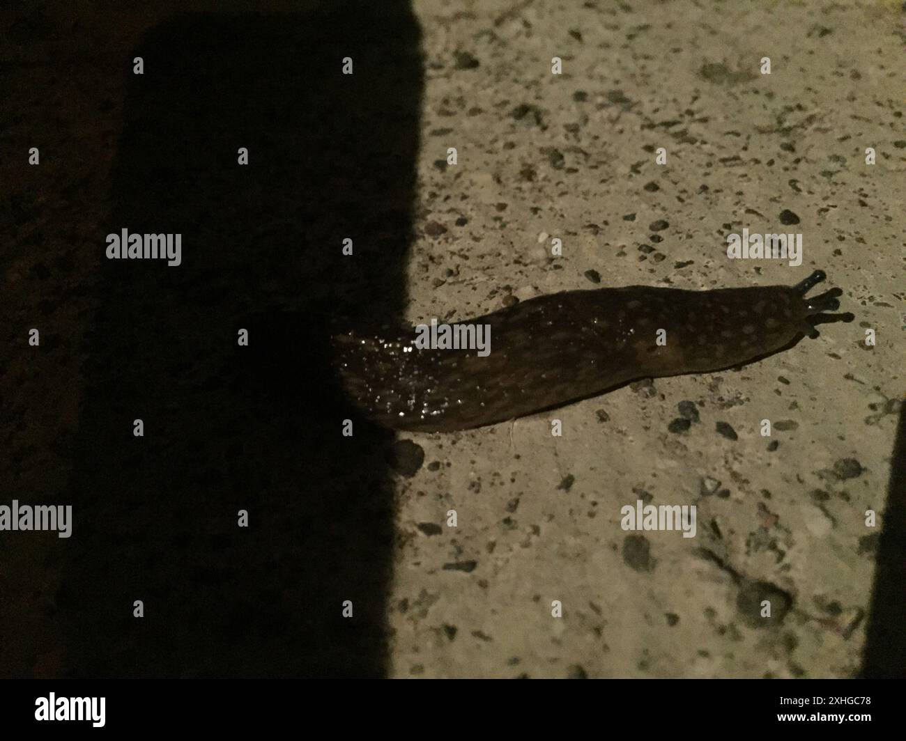 Yellow Cellar Slug (Limacus flavus Stock Photo - Alamy