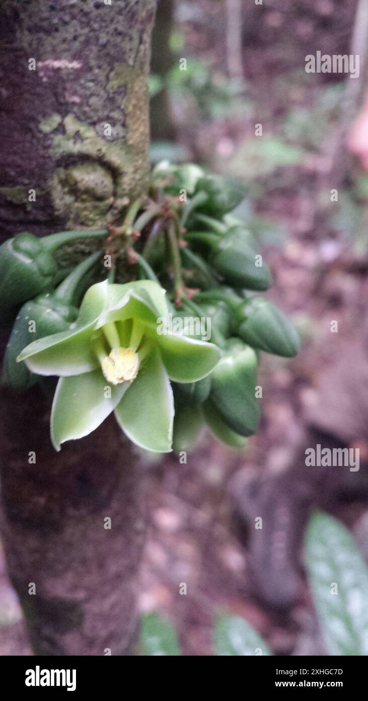 Brexia hi-res stock photography and images - Alamy