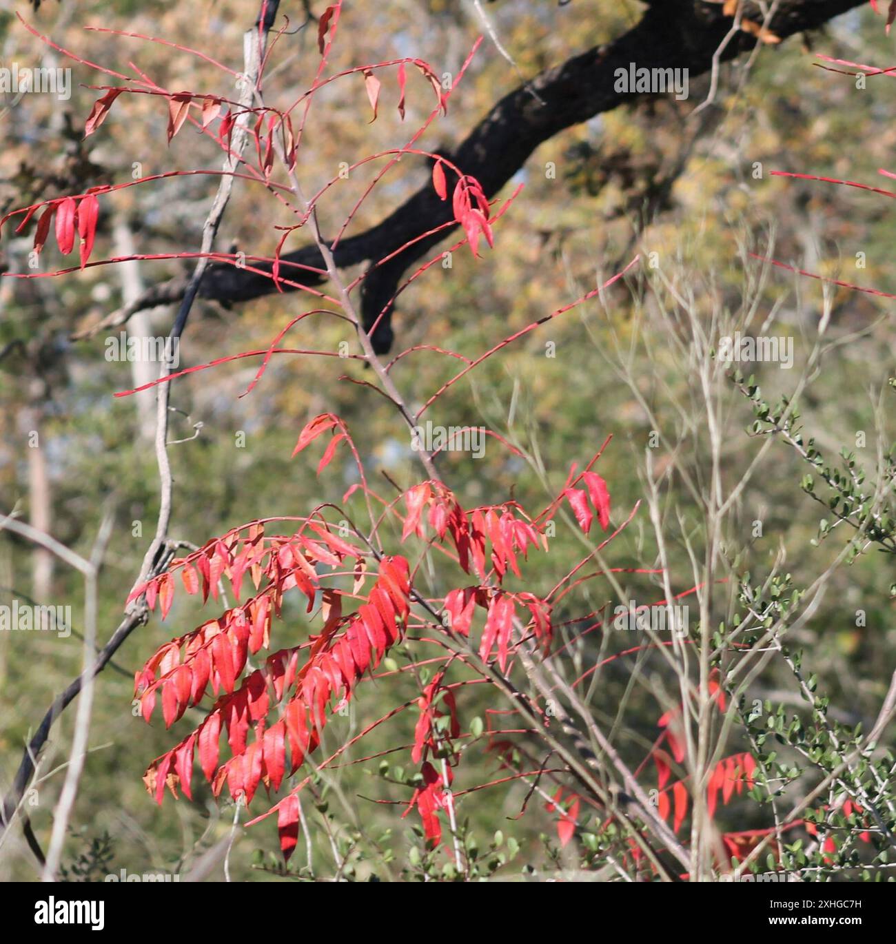 shining sumac (Rhus copallinum Stock Photo - Alamy