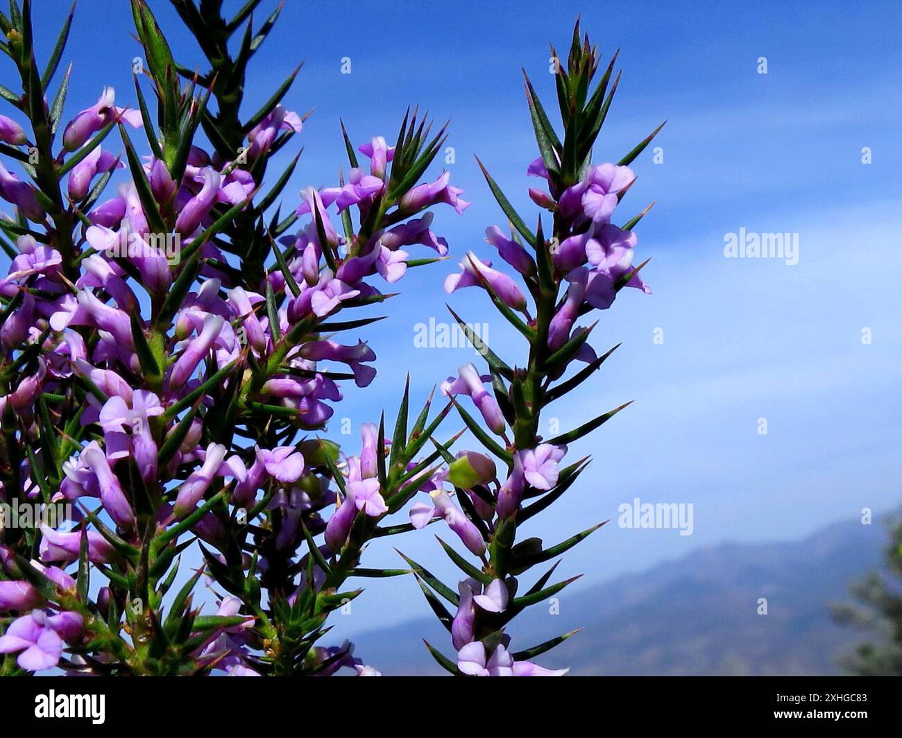 Juniper Purplegorse (Muraltia juniperifolia Stock Photo - Alamy