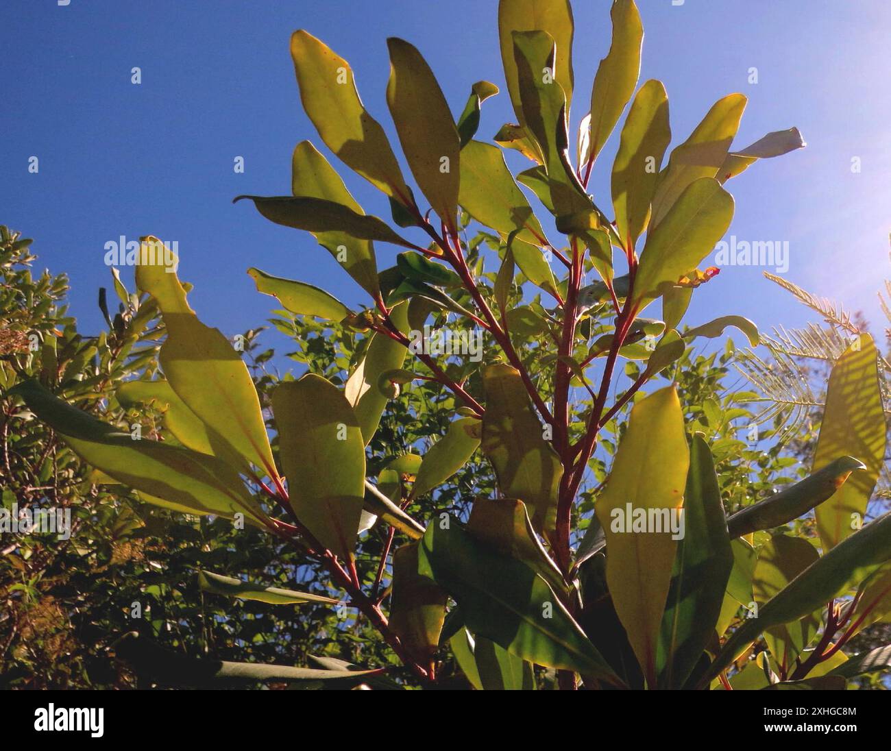 Cape beech (Rapanea melanophloeos Stock Photo - Alamy