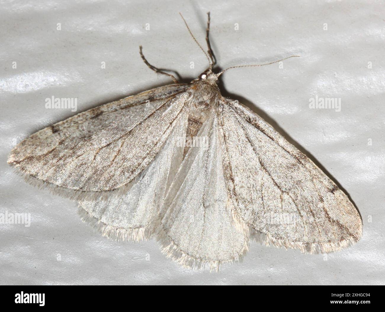 Spring Cankerworm Moth (Paleacrita vernata Stock Photo - Alamy