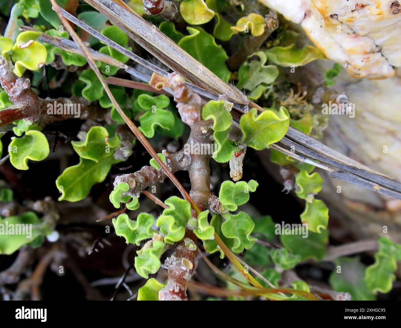 Kambro hi-res stock photography and images - Alamy