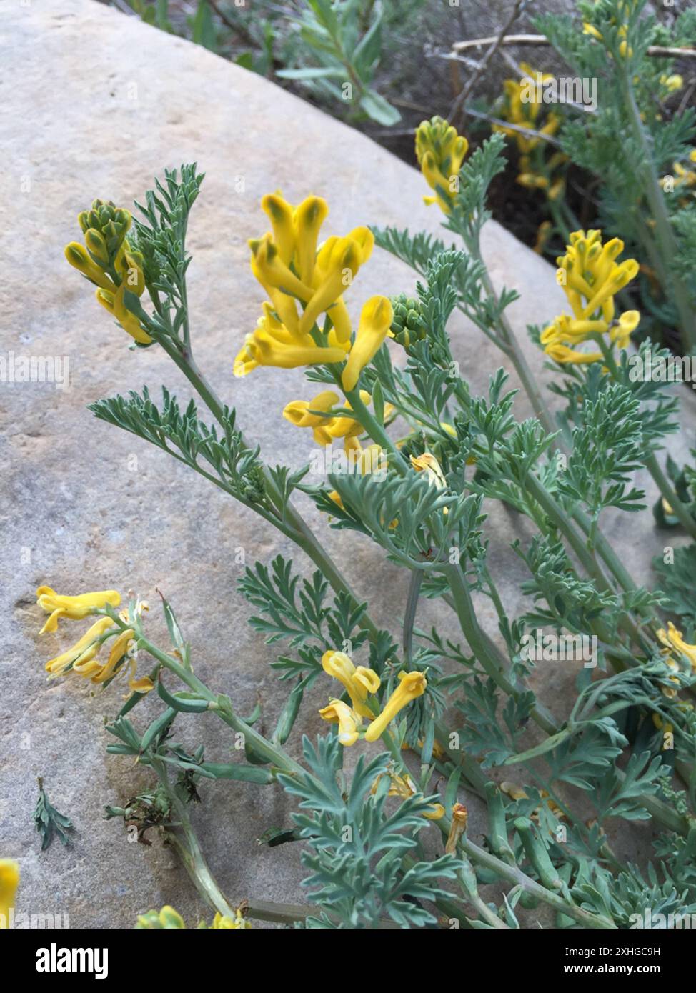 golden corydalis (Corydalis aurea Stock Photo - Alamy