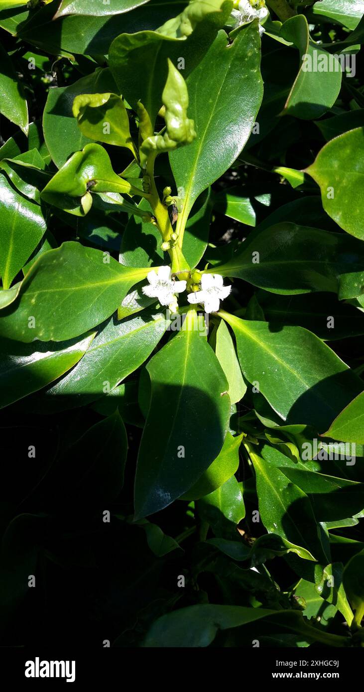 Ngaio hi-res stock photography and images - Alamy