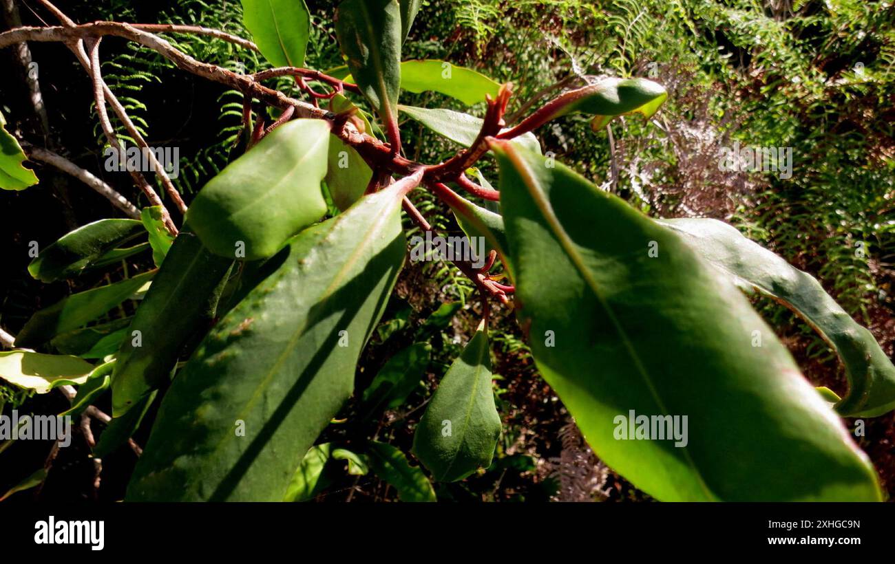 Cape beech (Rapanea melanophloeos Stock Photo - Alamy
