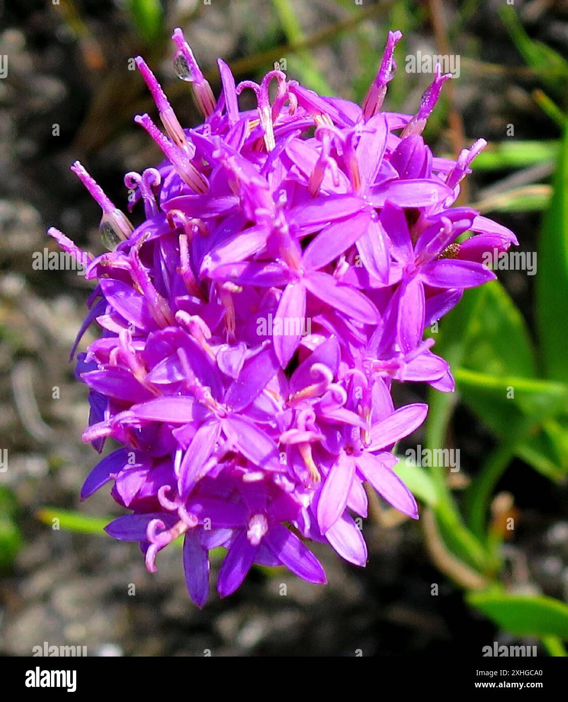 Corymbium hi-res stock photography and images - Alamy