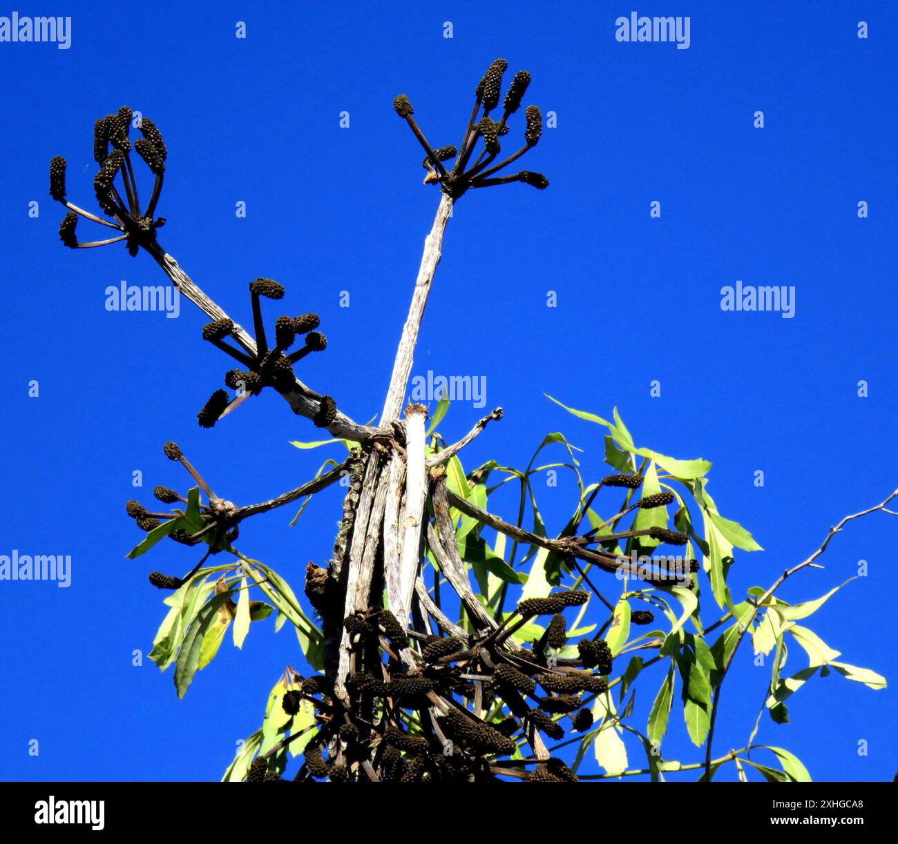 Cabbage tree (Cussonia spicata Stock Photo - Alamy