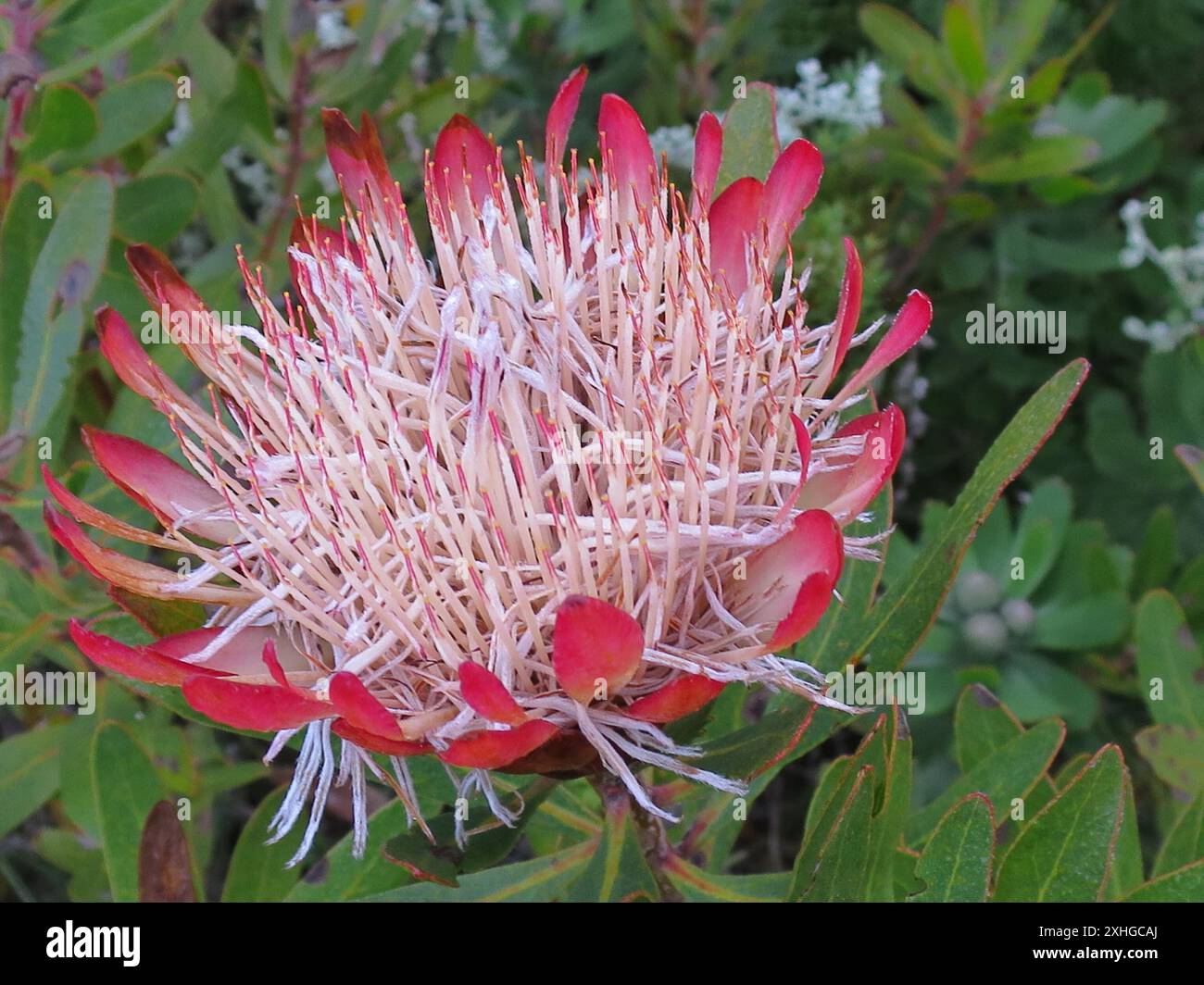 Stink leaf sugarbush hi-res stock photography and images - Alamy