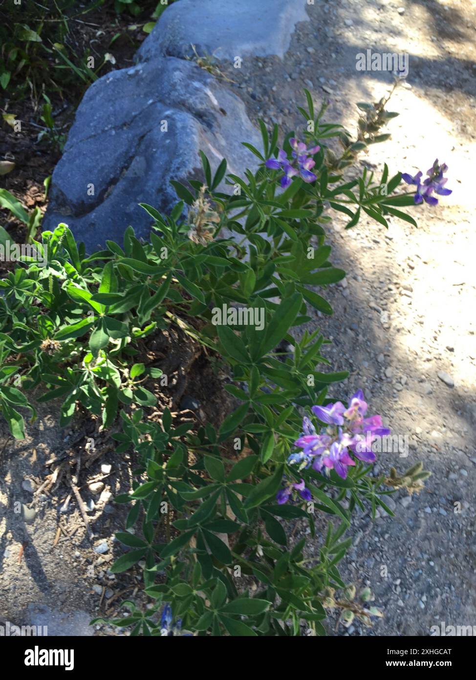 Broadleaf Lupine (Lupinus latifolius Stock Photo - Alamy