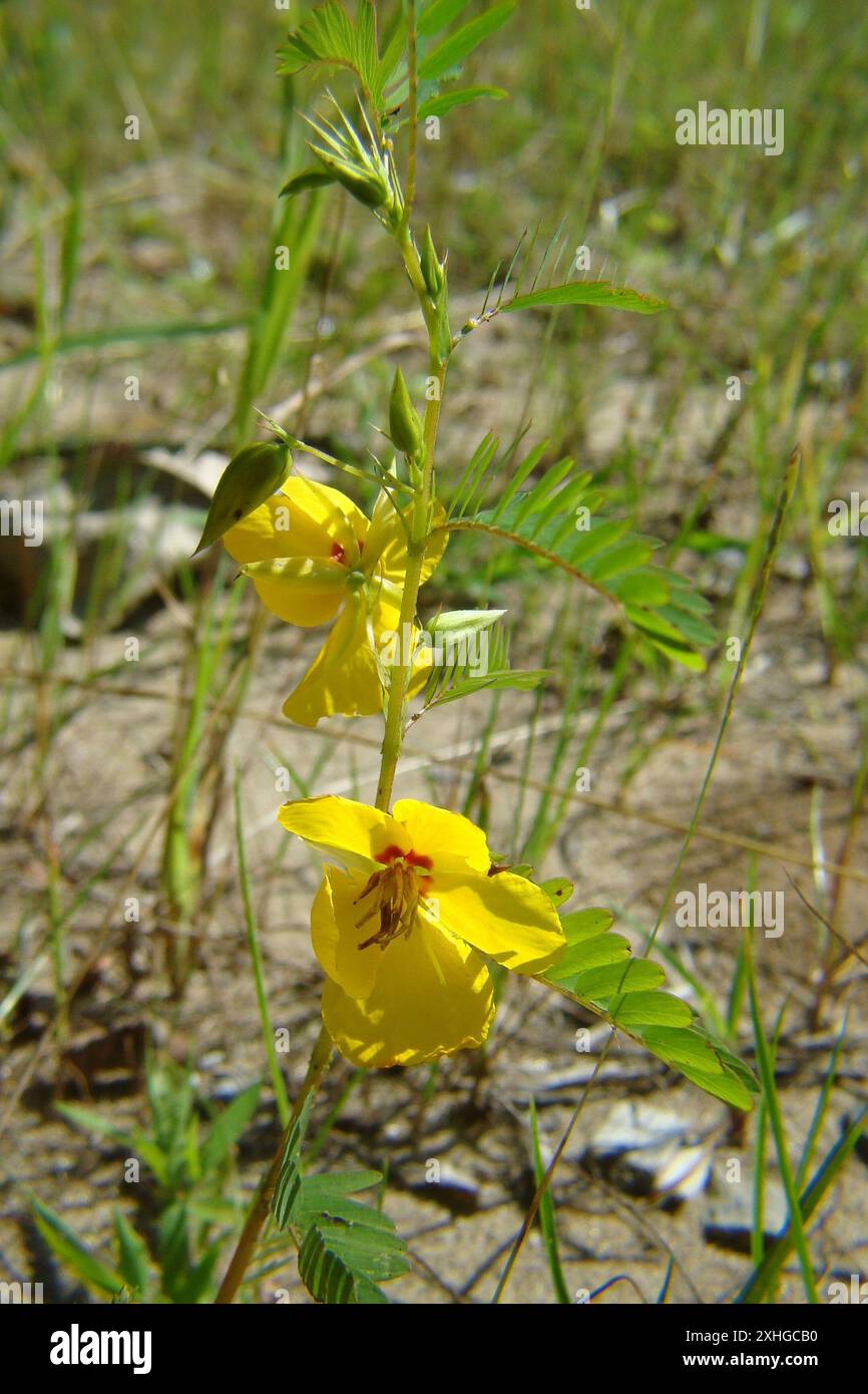 partridge pea (Chamaecrista fasciculata Stock Photo - Alamy