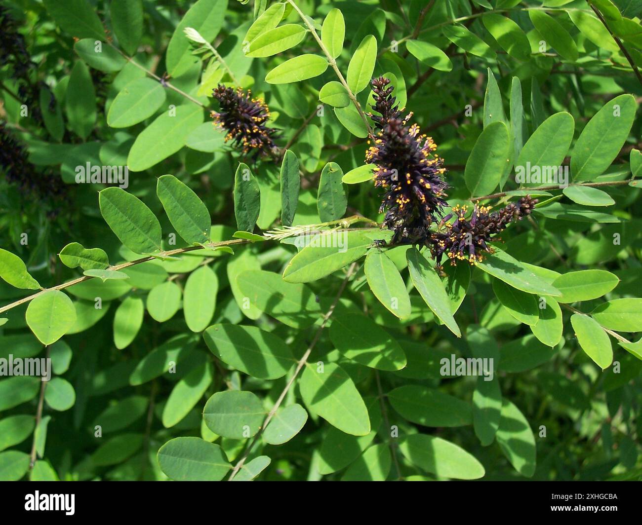 false indigo bush (Amorpha fruticosa Stock Photo - Alamy
