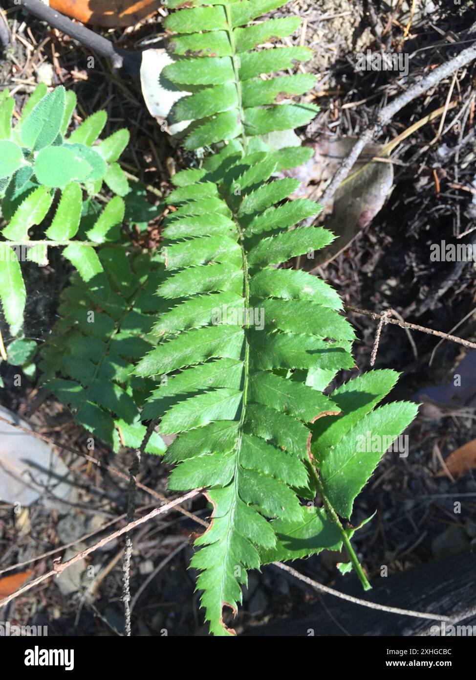 shield ferns (Polystichum Stock Photo - Alamy