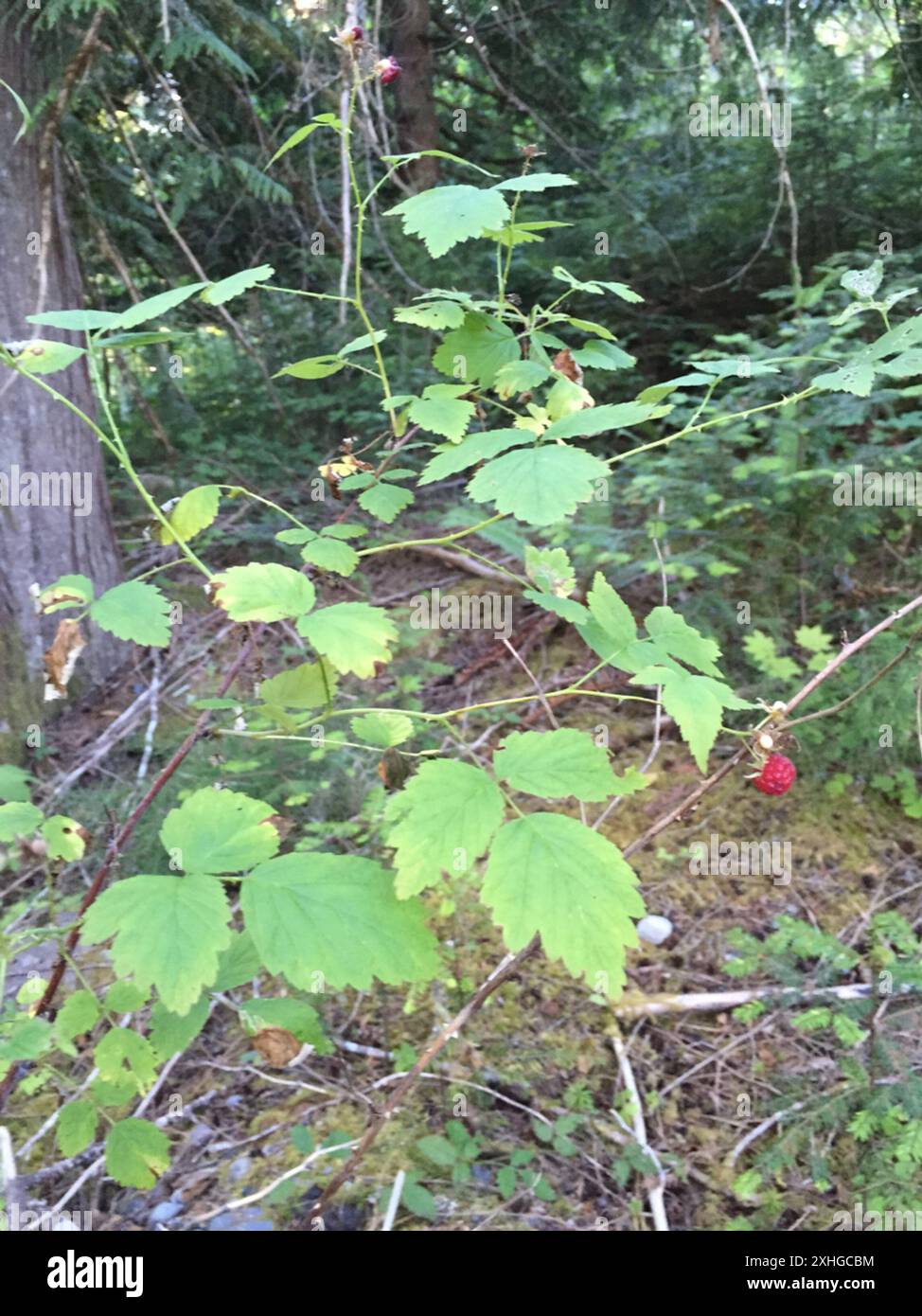 red raspberry (Rubus idaeus Stock Photo - Alamy