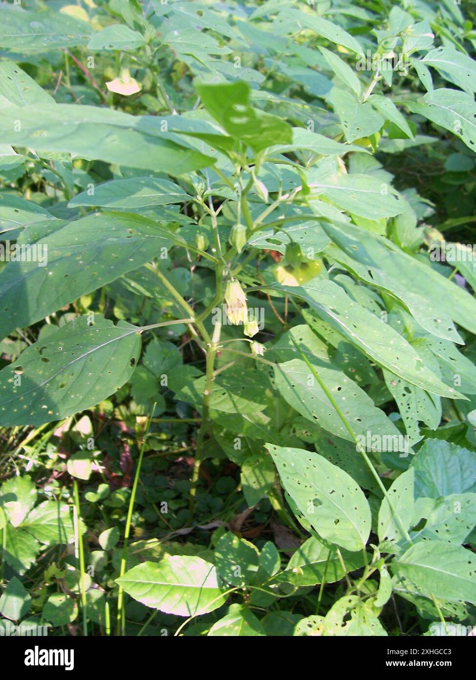 Longleaf Ground-cherry (Physalis longifolia subglabrata Stock Photo - Alamy