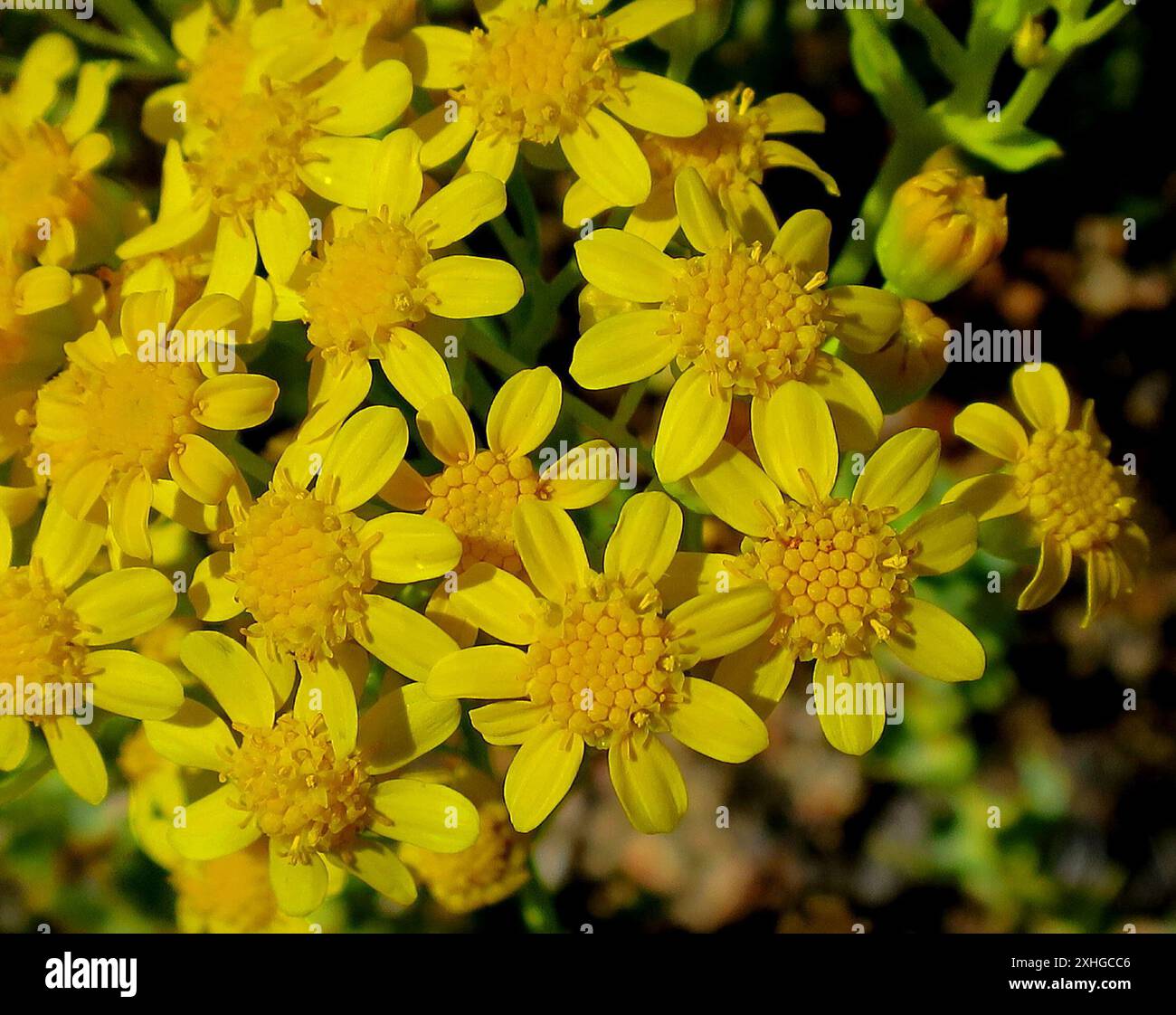 Poorflower Babooncabbage (Othonna parviflora Stock Photo - Alamy