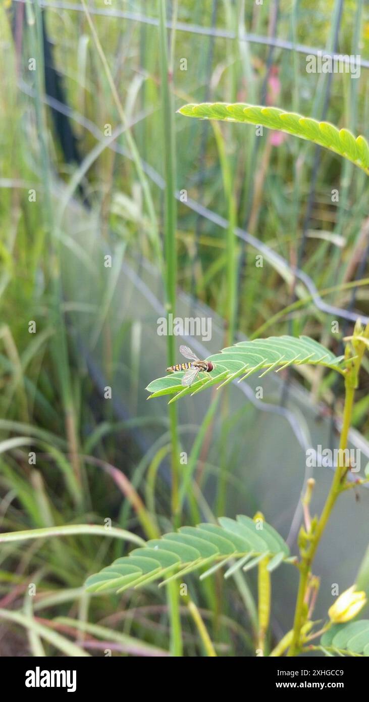 Maize calligrapher hi-res stock photography and images - Alamy