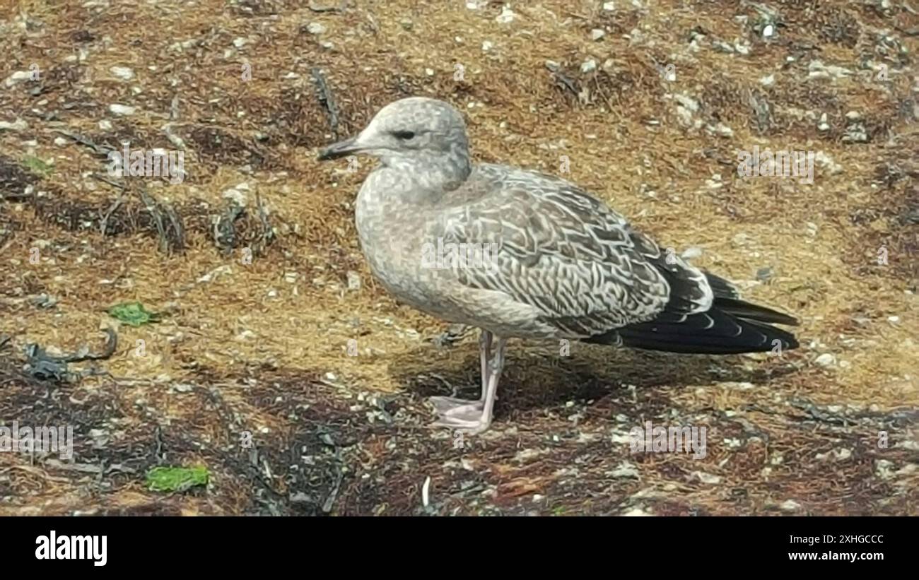 California Gull (Larus californicus Stock Photo - Alamy