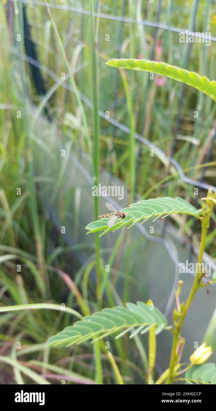 Maize Calligrapher (Toxomerus politus Stock Photo - Alamy