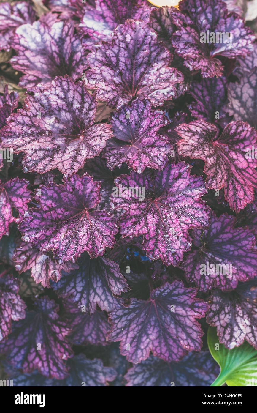 Pink heuchera plant hi-res stock photography and images - Alamy